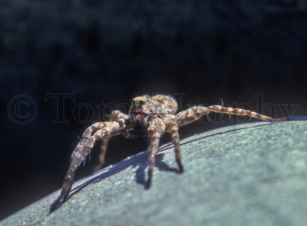 Spider Rock – Tom Murphy Photography