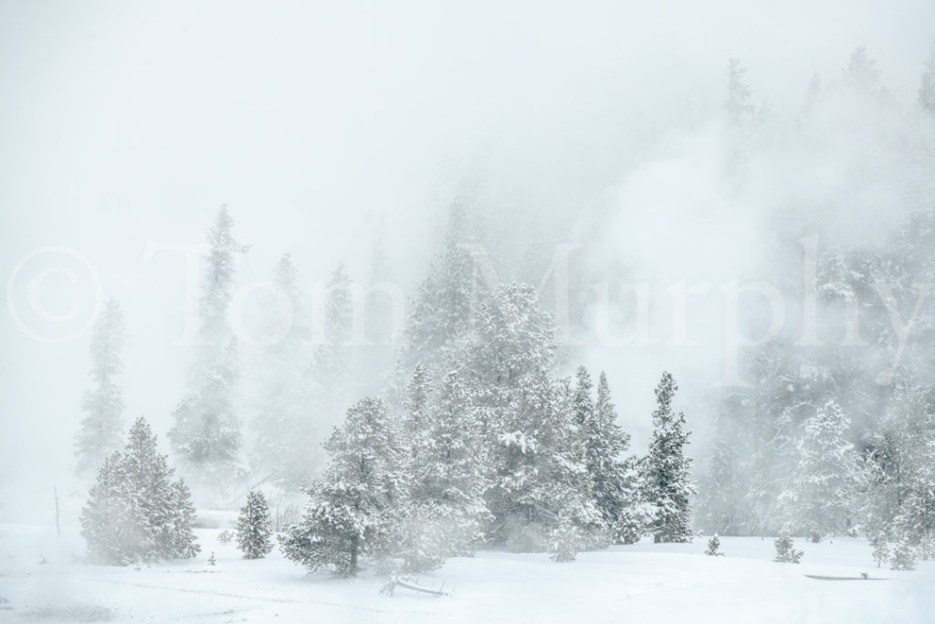 Steam Clouds Frosted Trees – Tom Murphy Photography