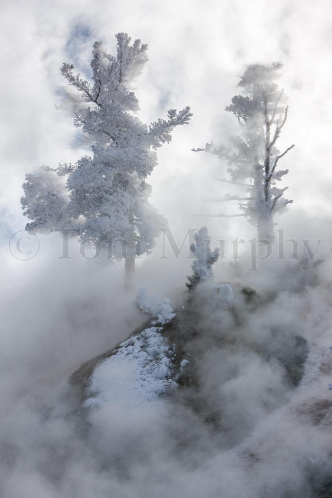 Steam Trees Mammoth – Tom Murphy Photography