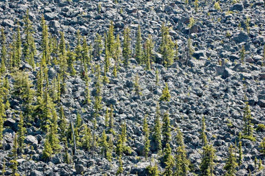 Talus Slope Trees – Tom Murphy Photography
