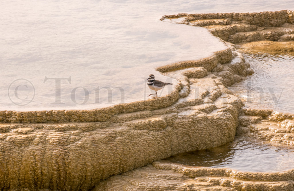 Travertine Pools Killdeer – Tom Murphy Photography