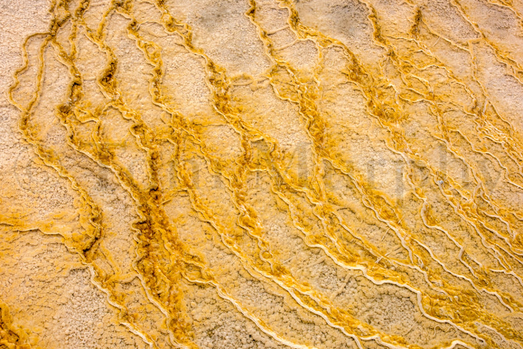 Travertine Terraces Bacteria – Tom Murphy Photography