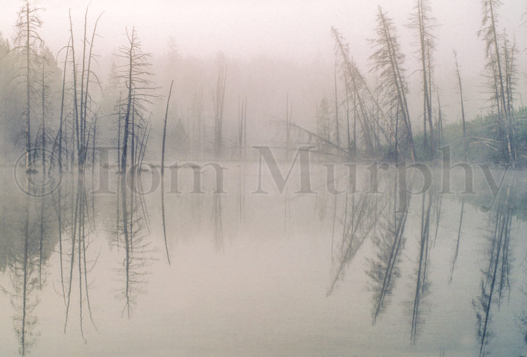 Trees Reflections Fog – Tom Murphy Photography