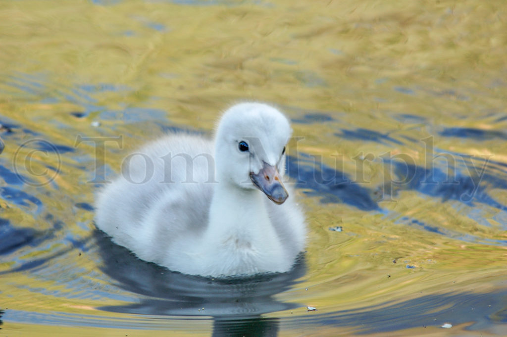 Trumpeter Swan Cygnet Gold Water – Tom Murphy Photography