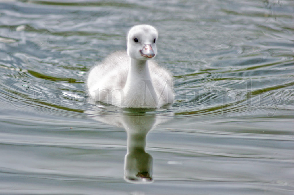 Trumpeter Swan Cygnet – Tom Murphy Photography