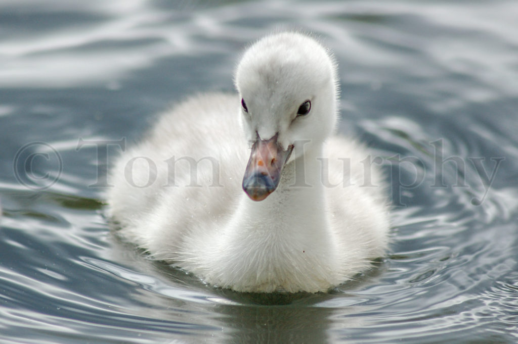 Trumpeter Swan Cygnet – Tom Murphy Photography