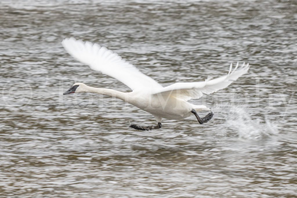 Trumpeter Swan Flying Off Water – Tom Murphy Photography