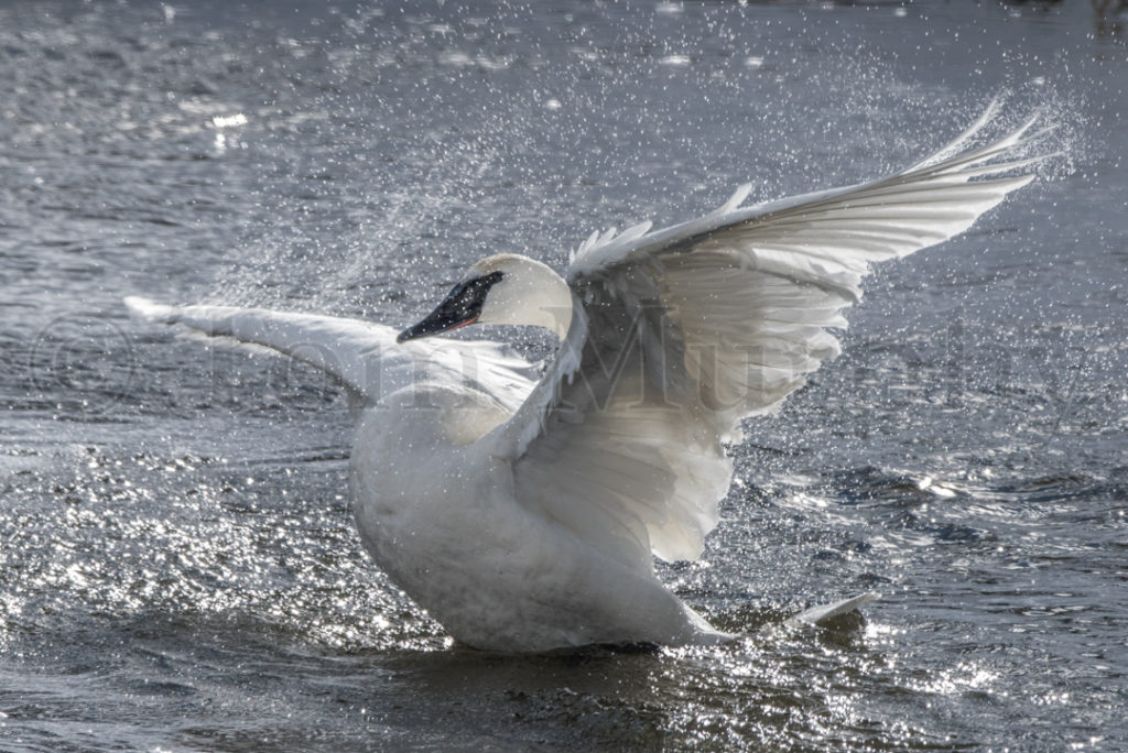 Trumpeter Swan Cygnet Gold Water – Tom Murphy Photography