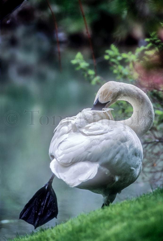 Trumpeter Swan Stretching – Tom Murphy Photography