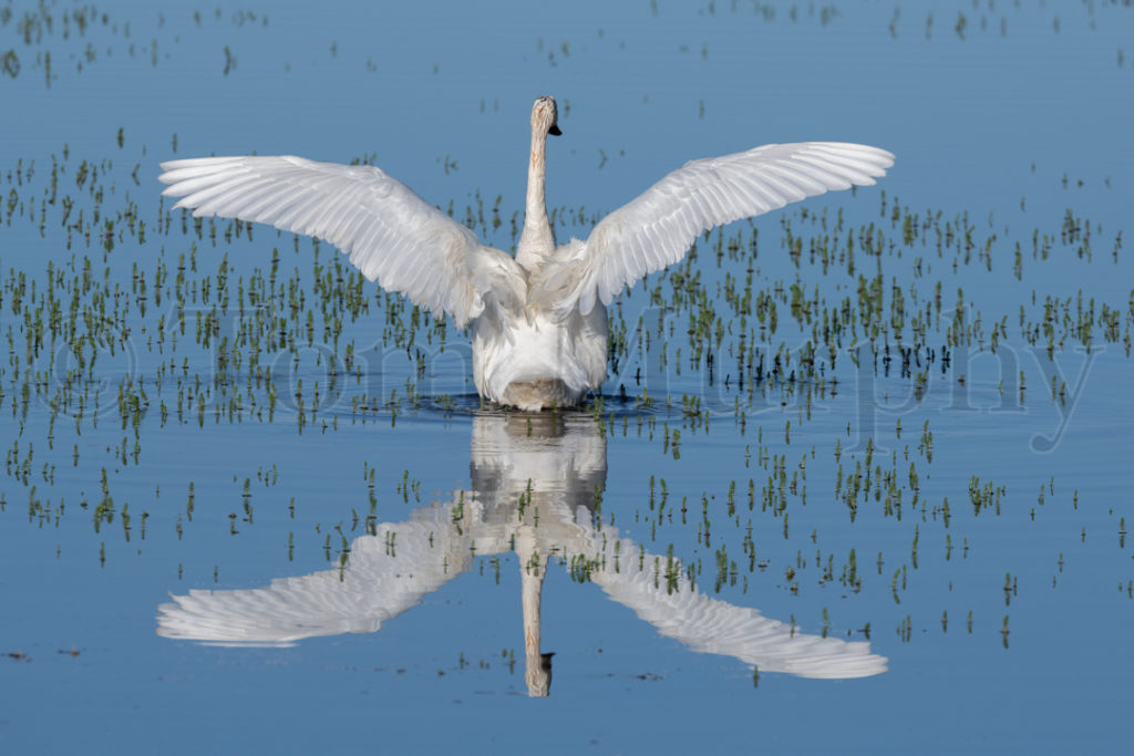 Trumpeter Swang Flaring Wings Reflection – Tom Murphy Photography