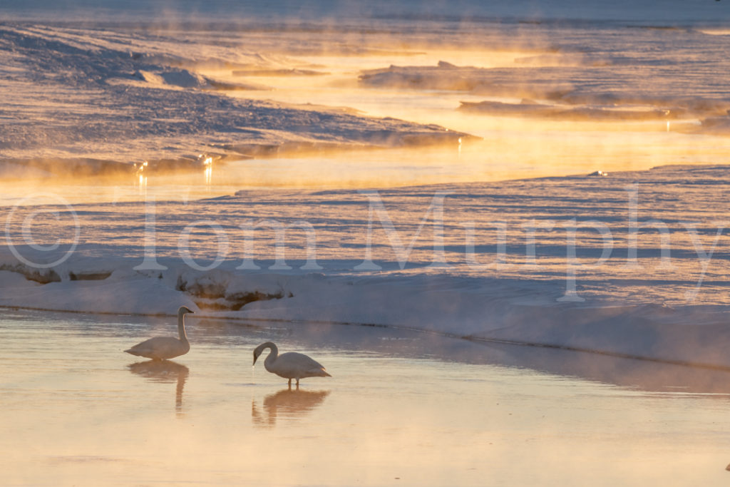 Yellowstone – Page 4 – Tom Murphy Photography
