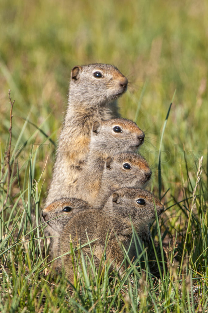 Uintah Ground Squirrel Family – Tom Murphy Photography
