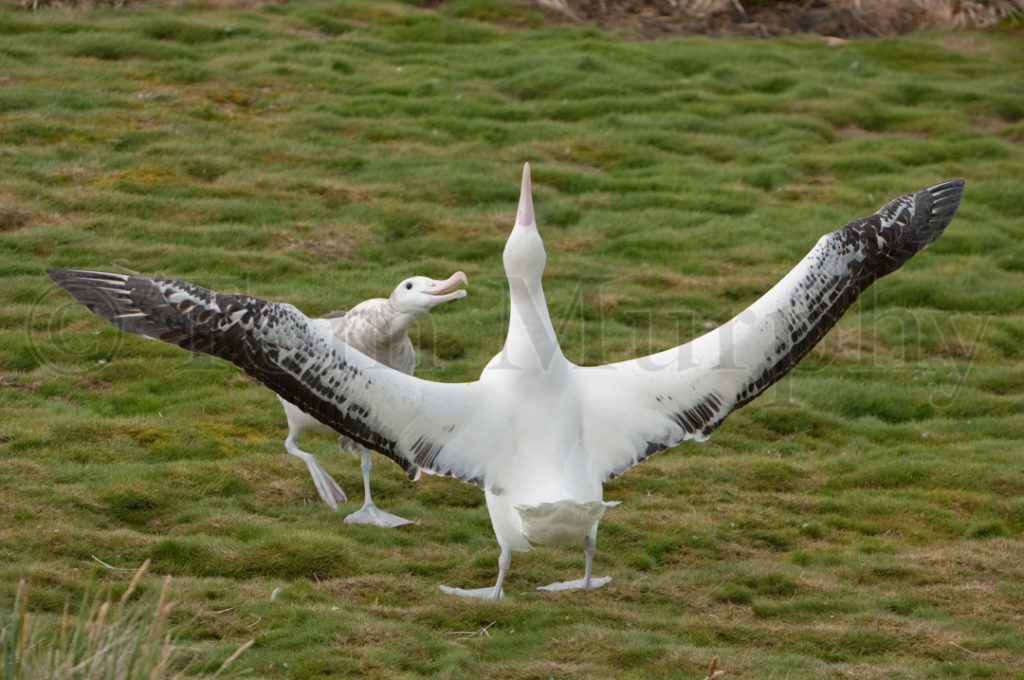 Wandering Albatross Courting – Tom Murphy Photography