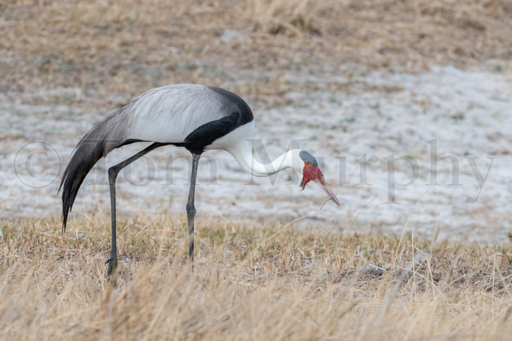 Wattled Crane – Tom Murphy Photography