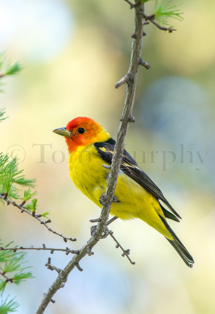 Western Tanager – Tom Murphy Photography