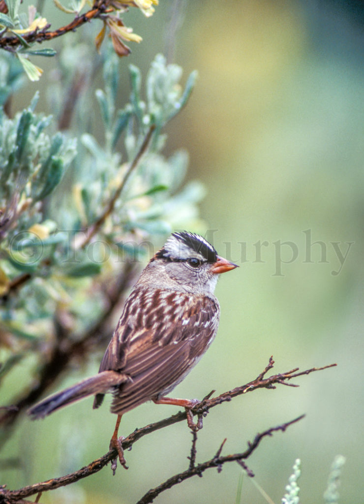 White Crowned Sparrow – Tom Murphy Photography