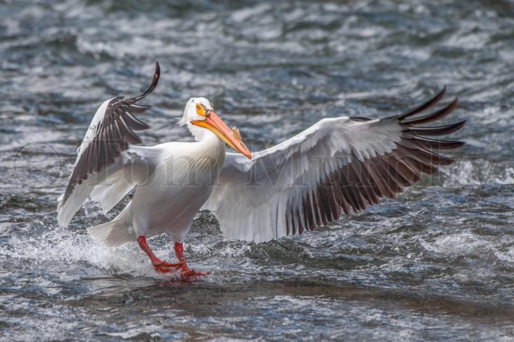 White Pelican Landing Water – Tom Murphy Photography