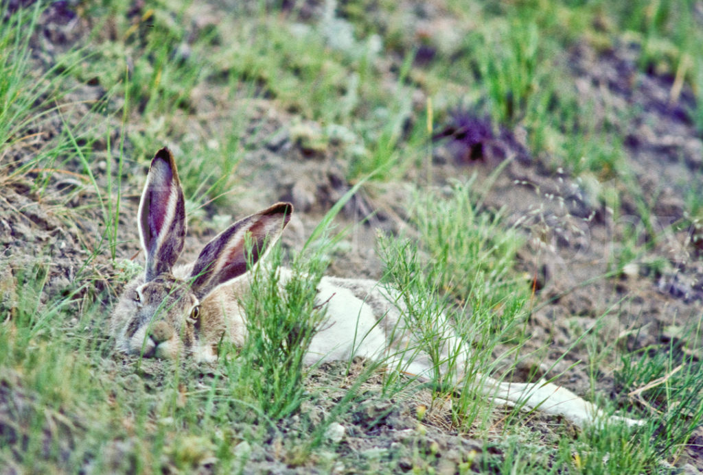 Whitetailed Jackrabbit Resting – Tom Murphy Photography