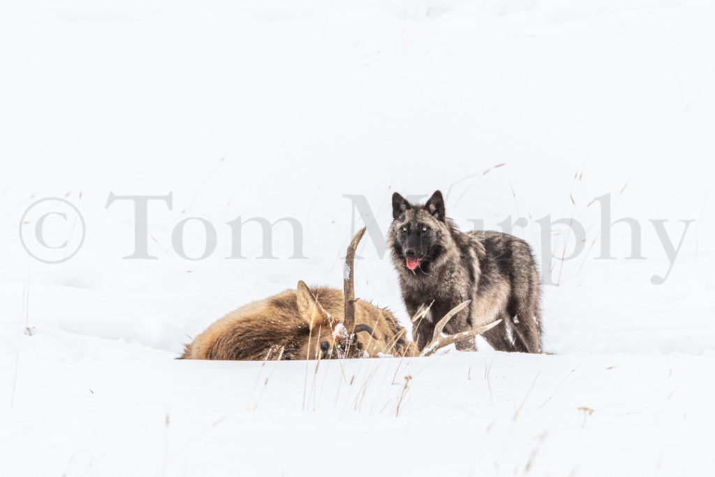 Wolf Bull Elk – Tom Murphy Photography