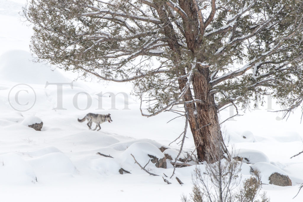 Wolf Fir Tree – Tom Murphy Photography
