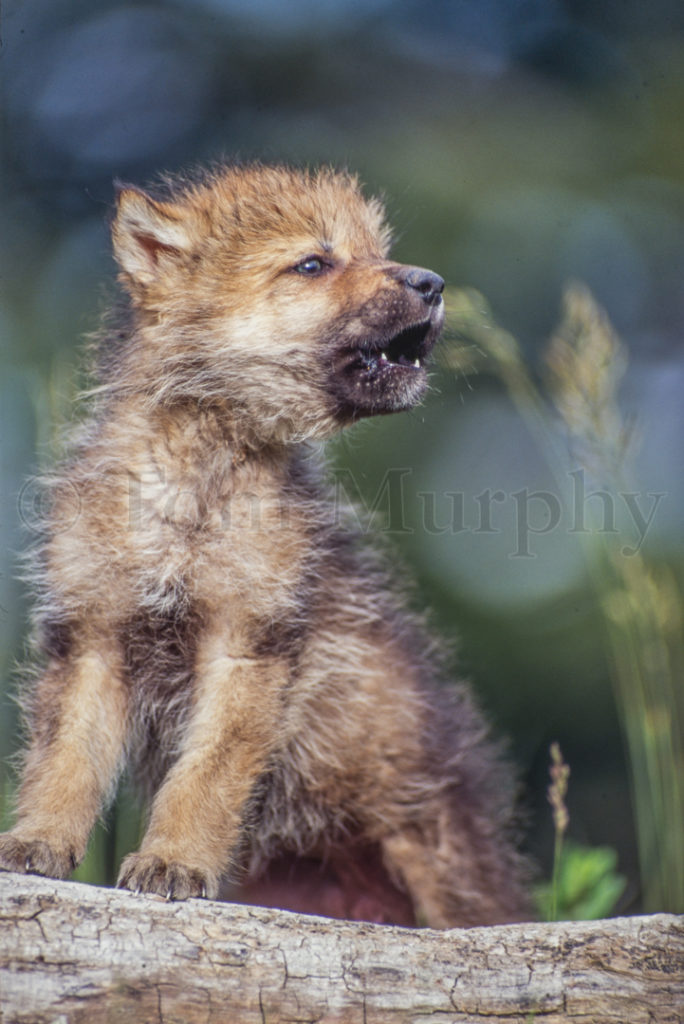 Wolf Pup Howling – Tom Murphy Photography