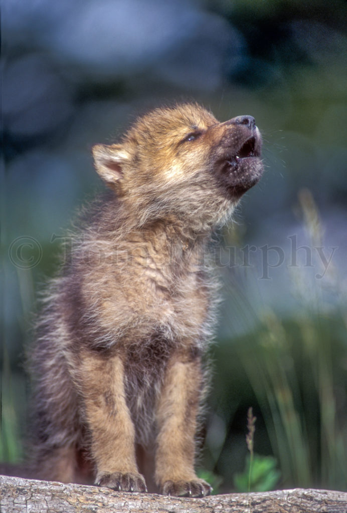 Cute Baby Wolf Howling