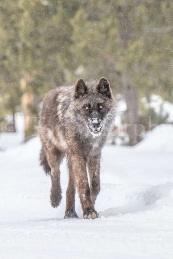 Wolf Walking Snow – Tom Murphy Photography