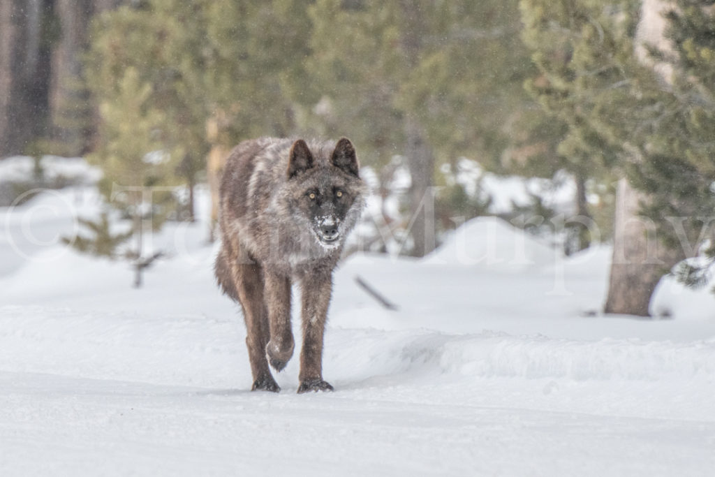 Wolf Walking – Tom Murphy Photography