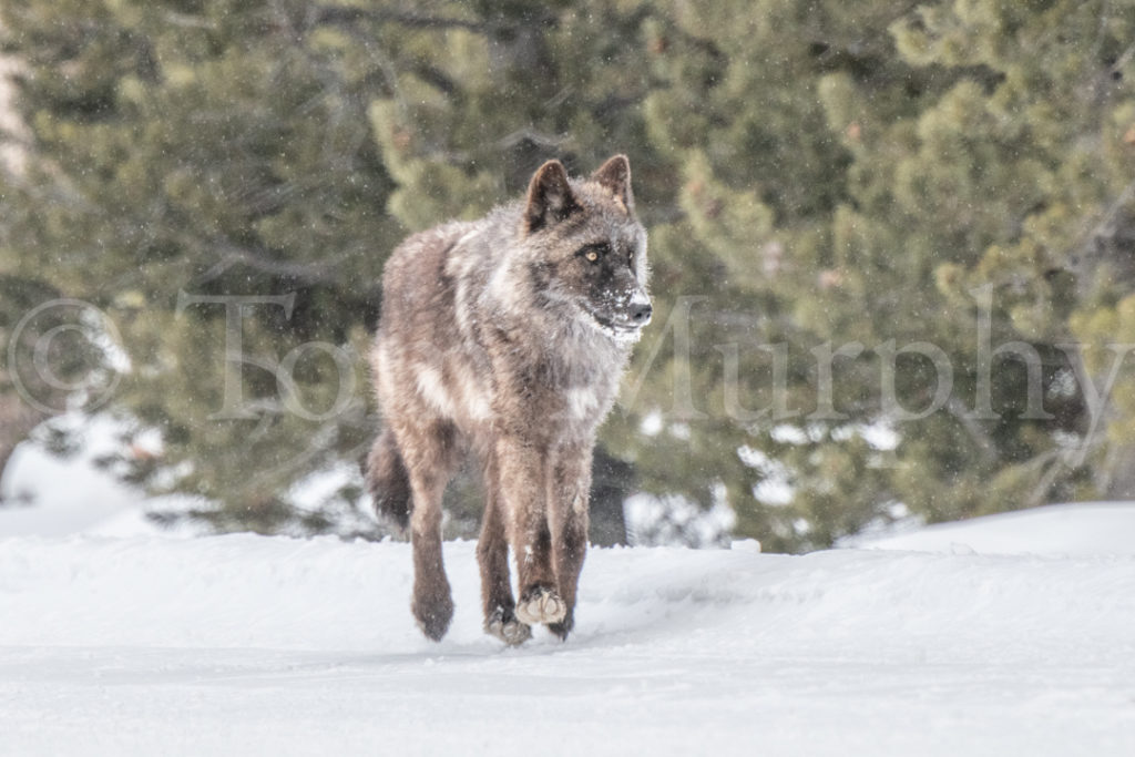 Wolf Walking – Tom Murphy Photography