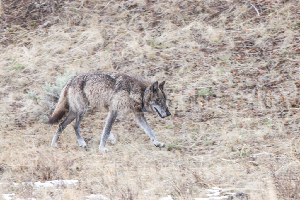 Wolf Walking – Tom Murphy Photography