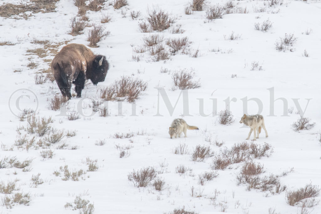 Wolves Bison Bull – Tom Murphy Photography