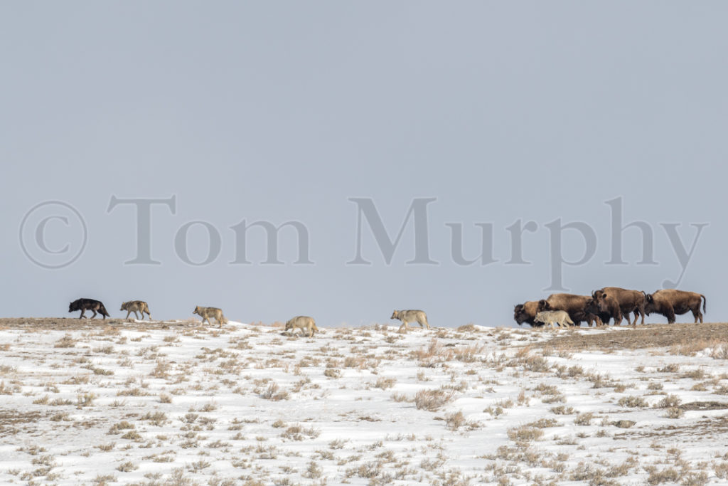 Wolves Bison – Tom Murphy Photography