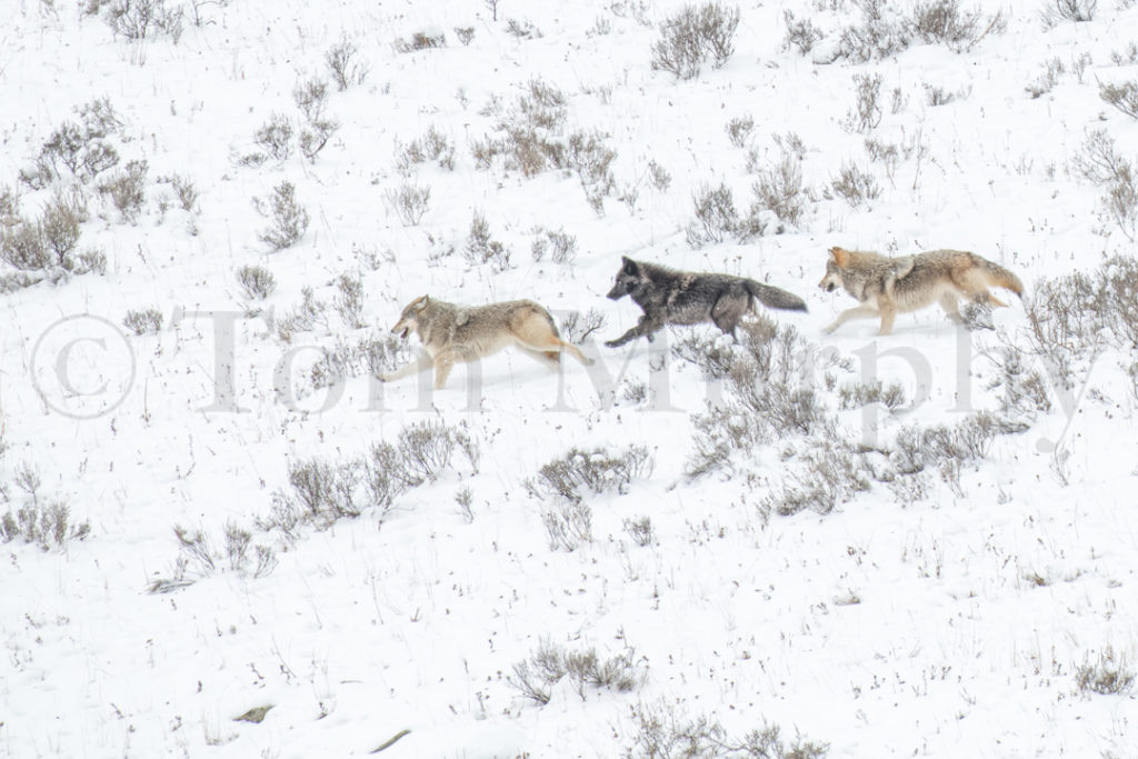 Wolves Playing Snow Running – Tom Murphy Photography