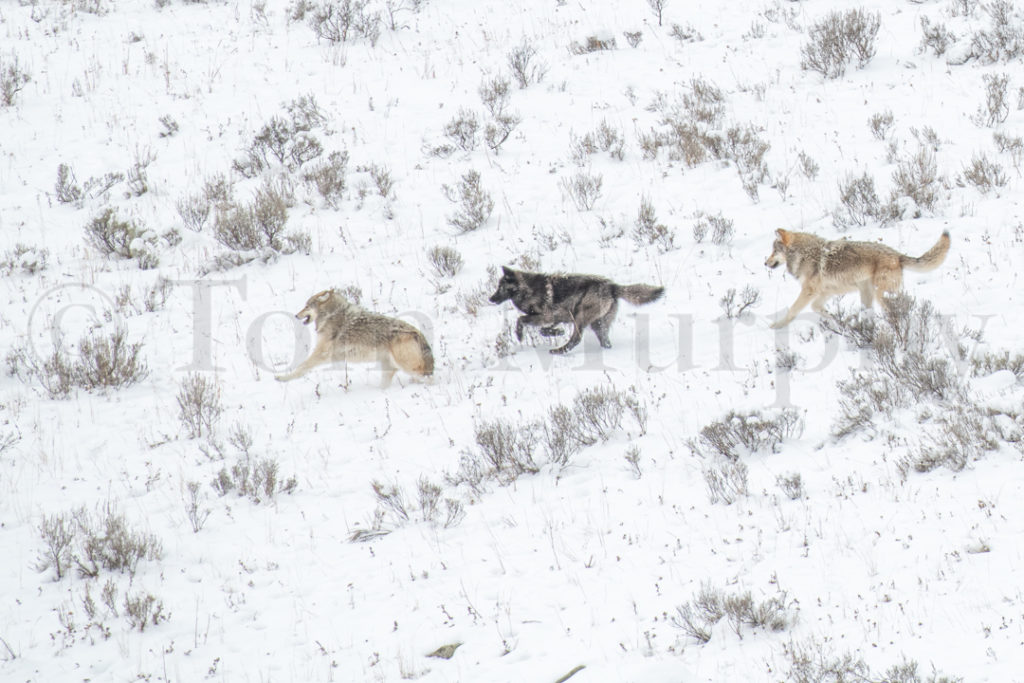 Wolves Playing Snow Running – Tom Murphy Photography