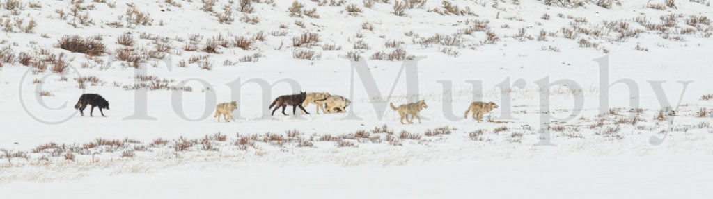 Wolves Playing – Tom Murphy Photography