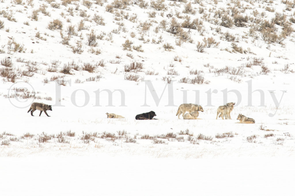 Wolves Playing – Tom Murphy Photography