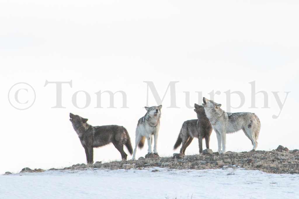 Wolves Singing – Tom Murphy Photography