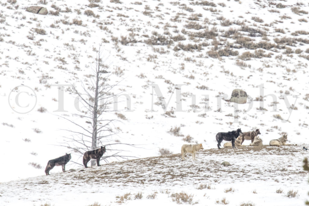 Wolves Standing – Tom Murphy Photography