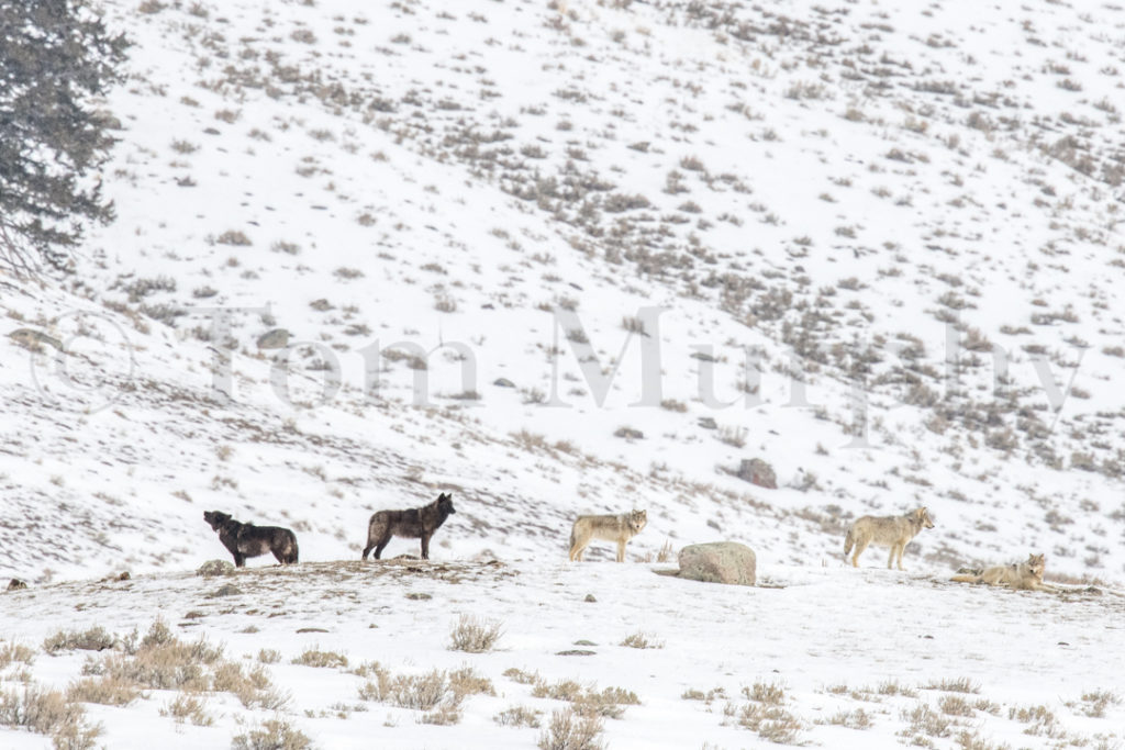 Wolves Standing – Tom Murphy Photography