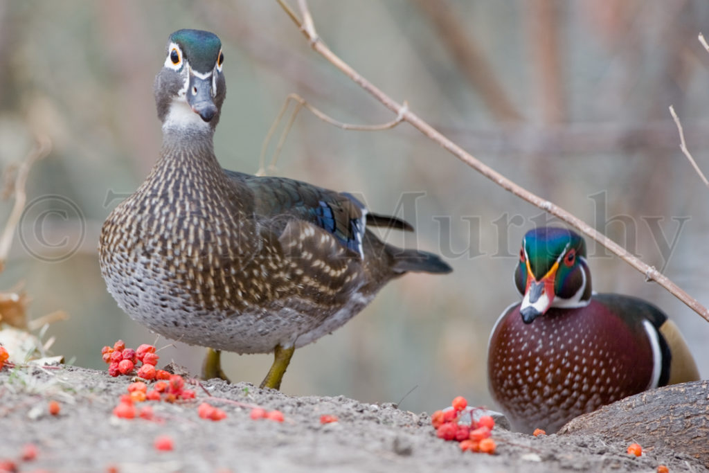 Wood Duck Pair – Tom Murphy Photography