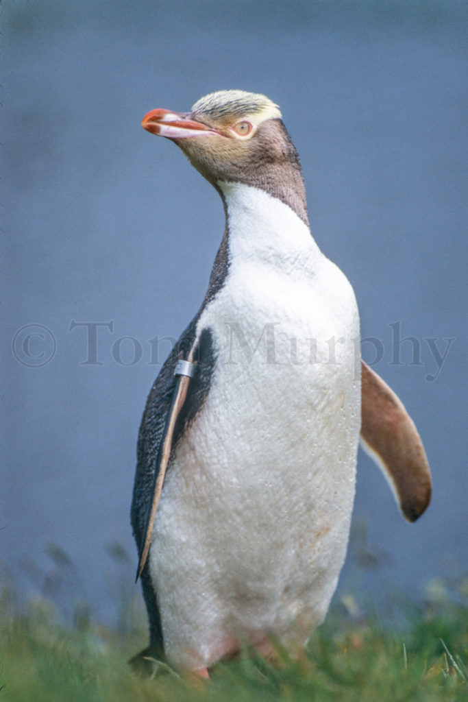 Yellow Eyed Penguin – Tom Murphy Photography