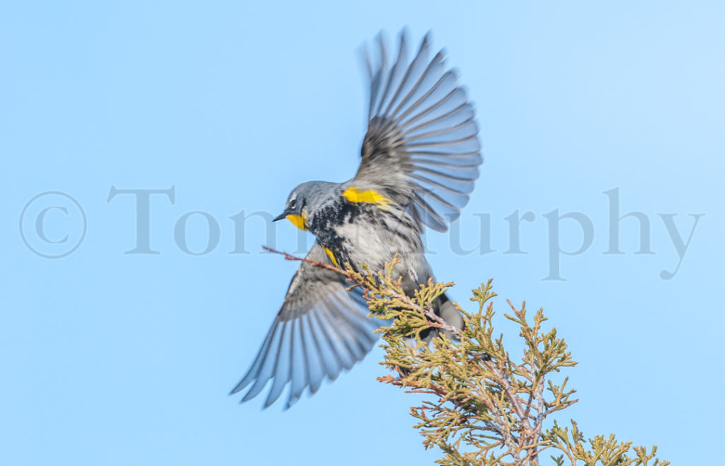 Yellowrumped Warbler Flying – Tom Murphy Photography
