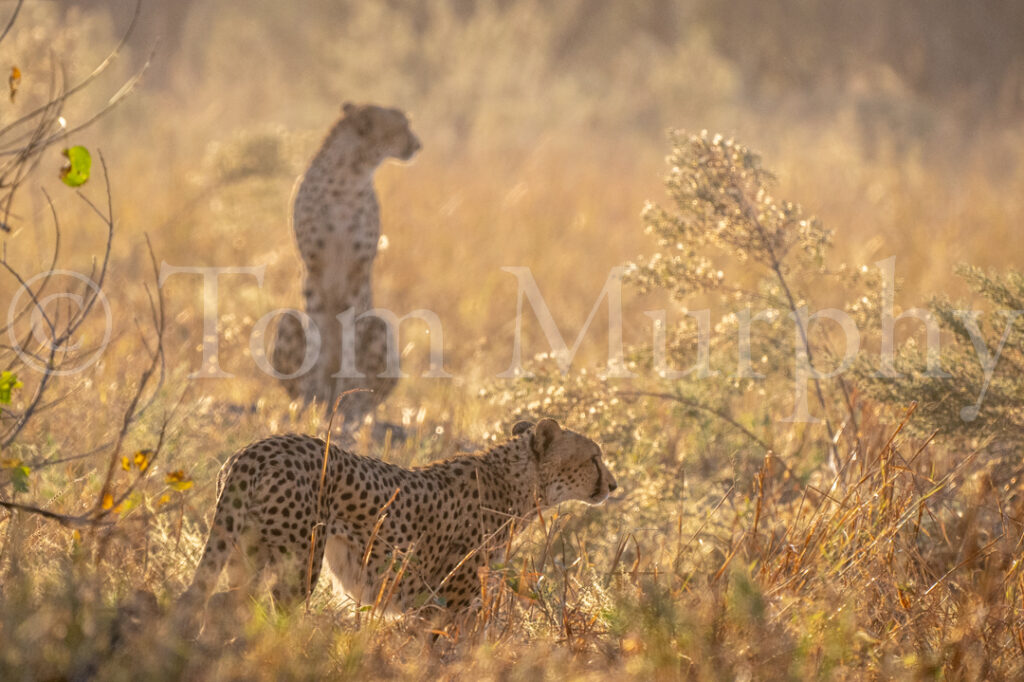 Hunting Cheetahs – Tom Murphy Photography