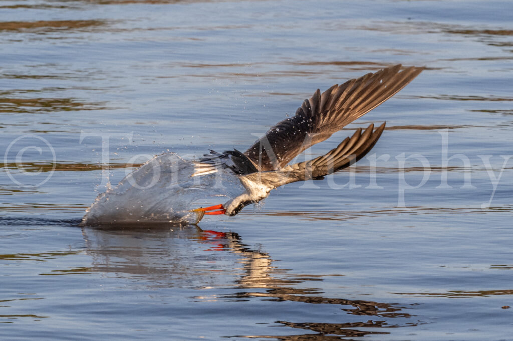 Birds – Page 3 – Tom Murphy Photography