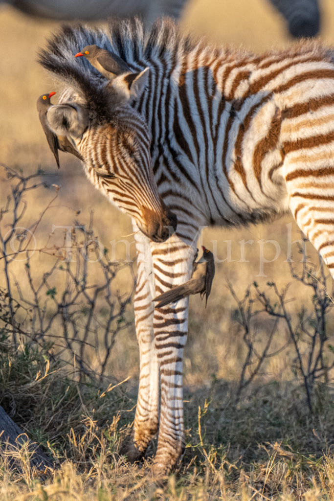 Foal Curious about Birds Up Close – Tom Murphy Photography