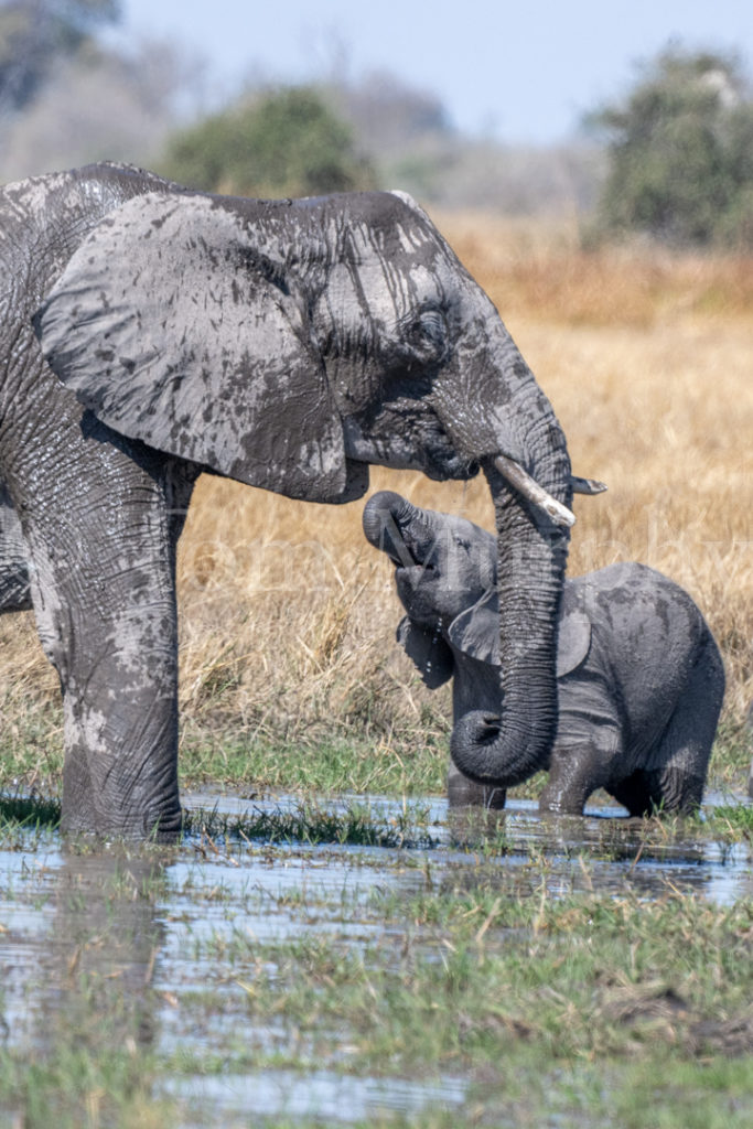 Elephant Cow and Calf Drinking – Tom Murphy Photography