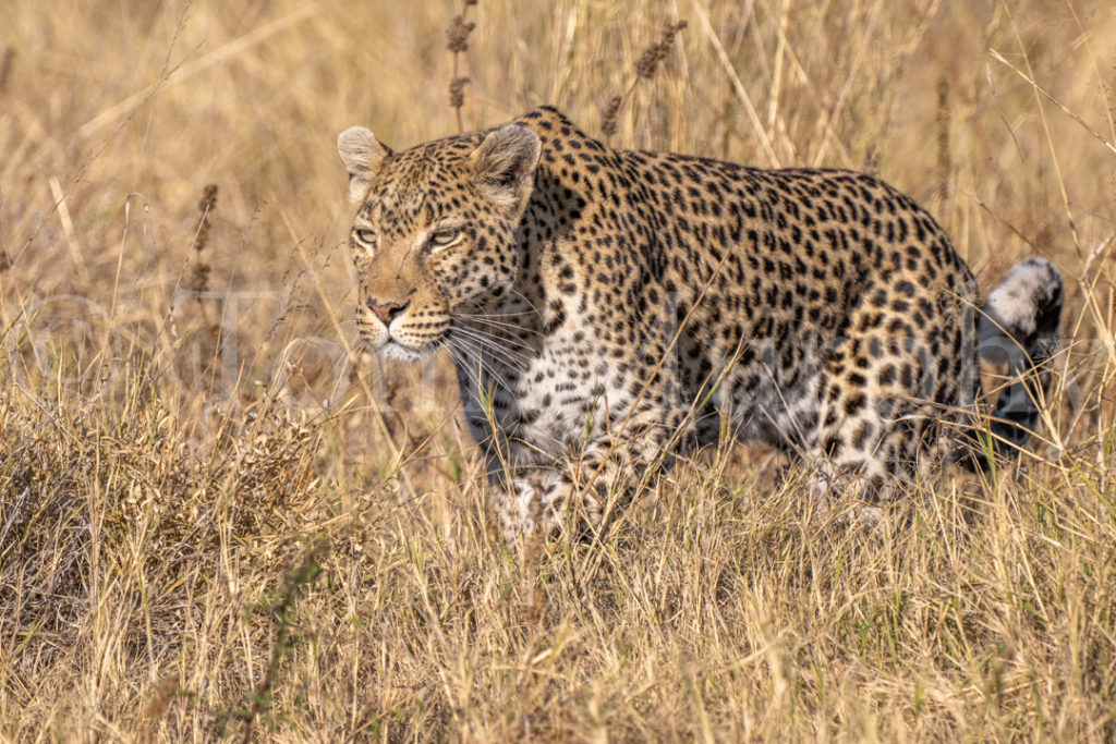 Leopard Stalking – Tom Murphy Photography
