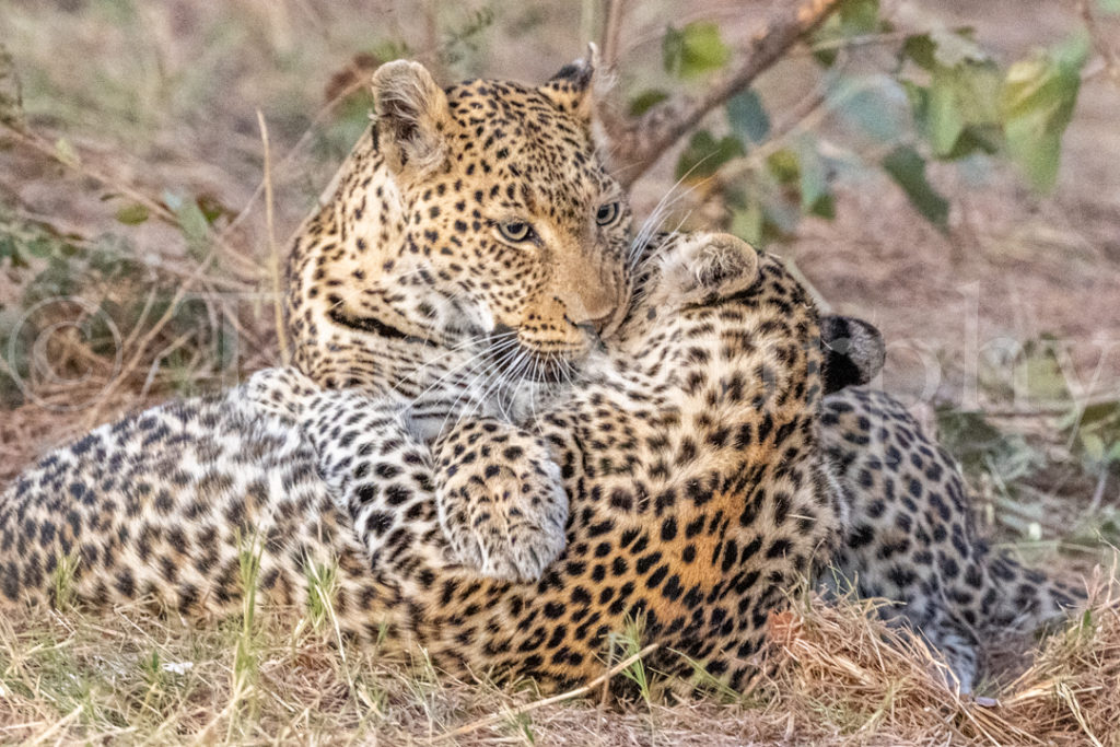 Juvenile and Mom Leopard Hug – Tom Murphy Photography