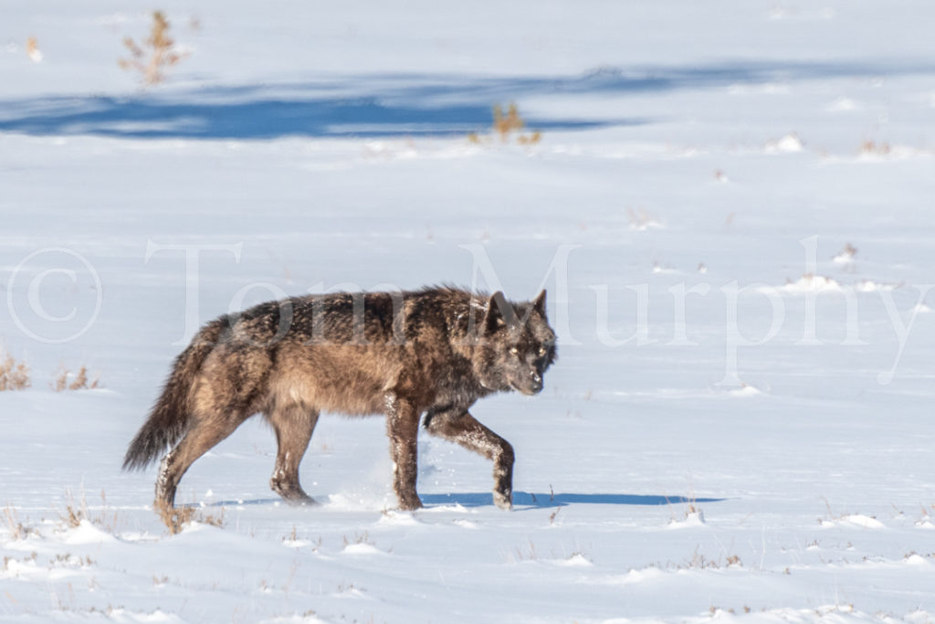 Wolf Walk – Tom Murphy Photography