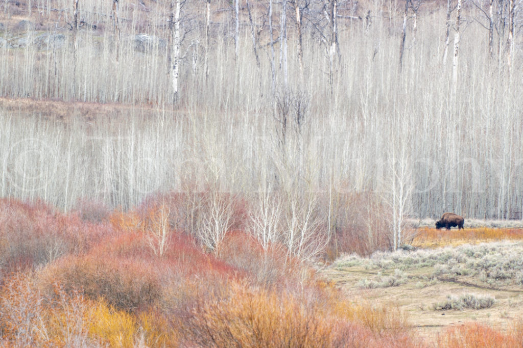 Wildlife – Page 4 – Tom Murphy Photography